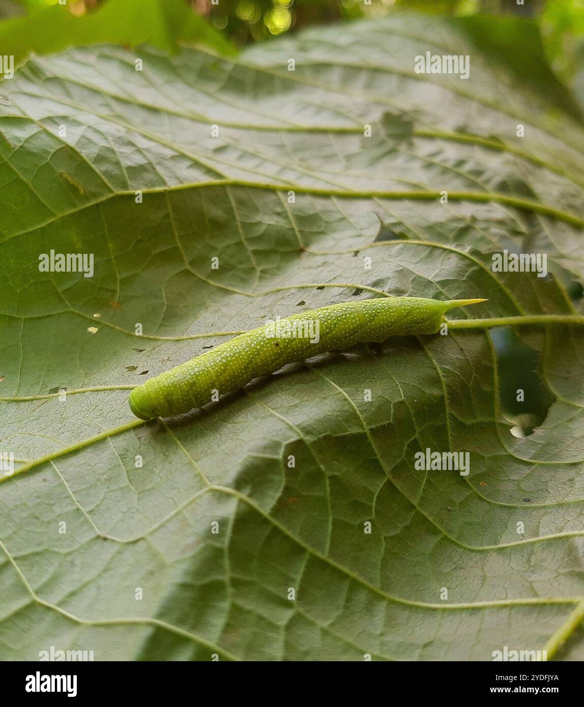 Sphinx Moths (Sphingidae Stock Photo - Alamy