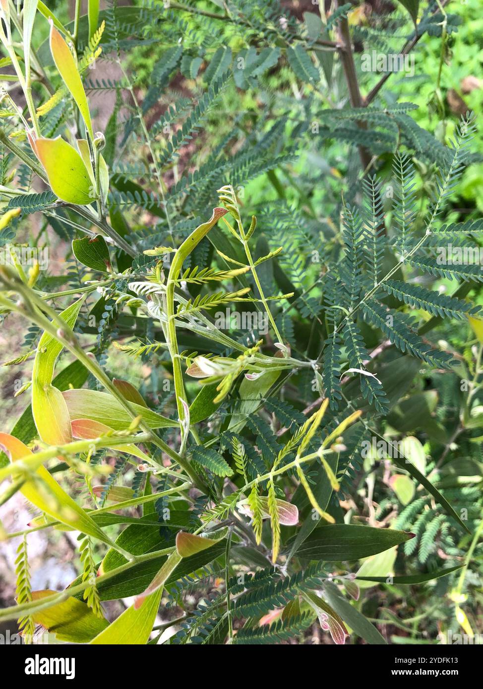 blackwood (Acacia melanoxylon Stock Photo - Alamy