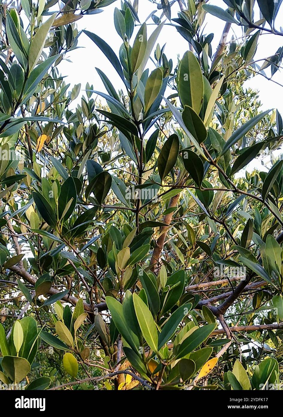 black mangrove (Avicennia germinans Stock Photo - Alamy