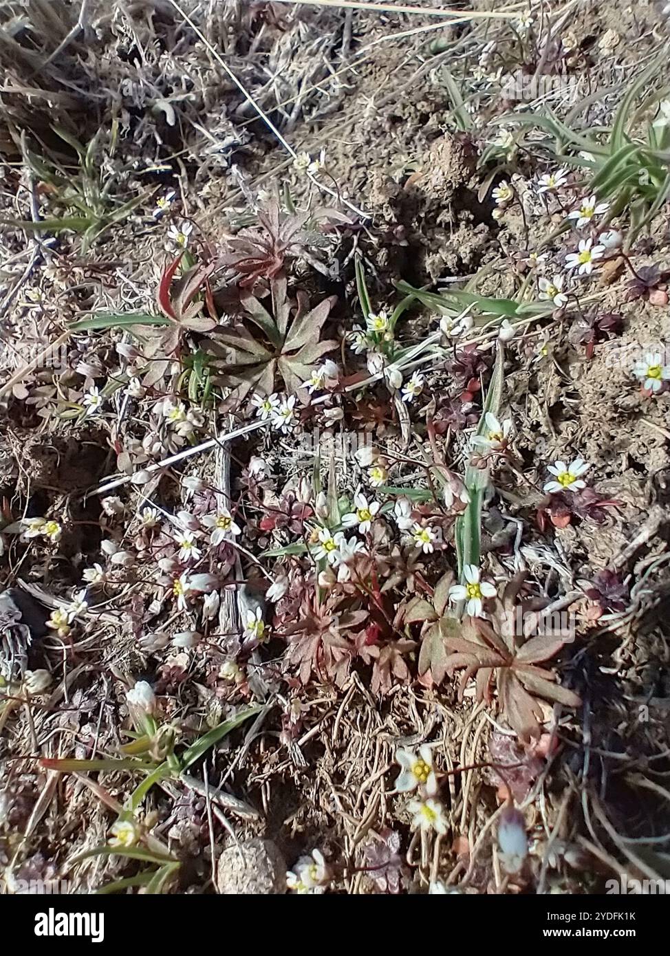 Common Whitlowgrass (Draba verna Stock Photo - Alamy