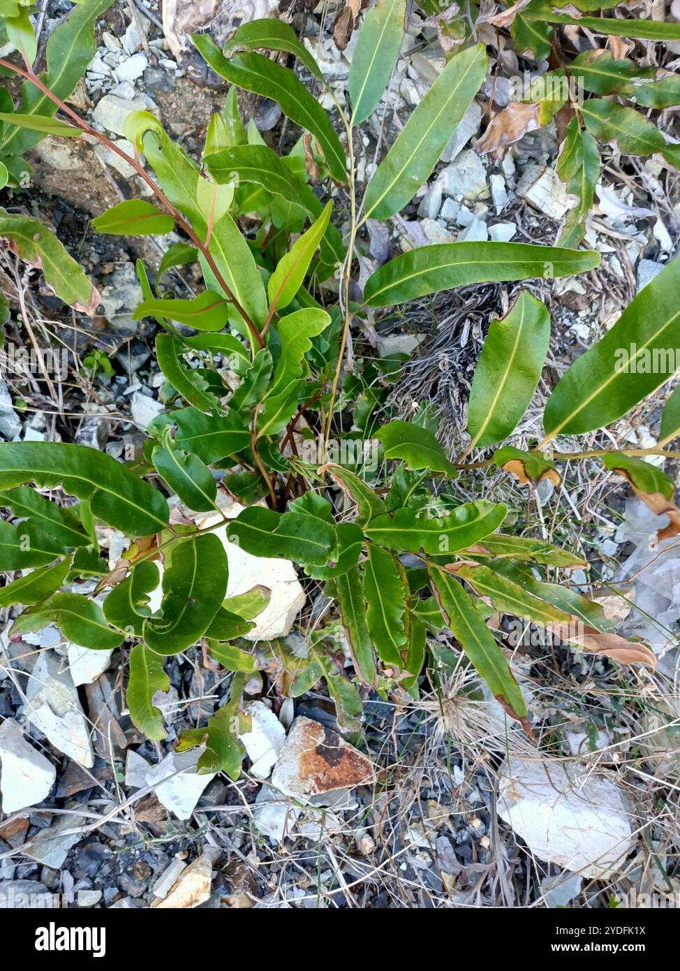 Mangrove Fern (Acrostichum speciosum Stock Photo - Alamy