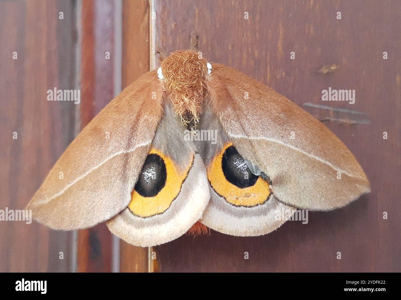 Automeris naranja hi-res stock photography and images - Alamy