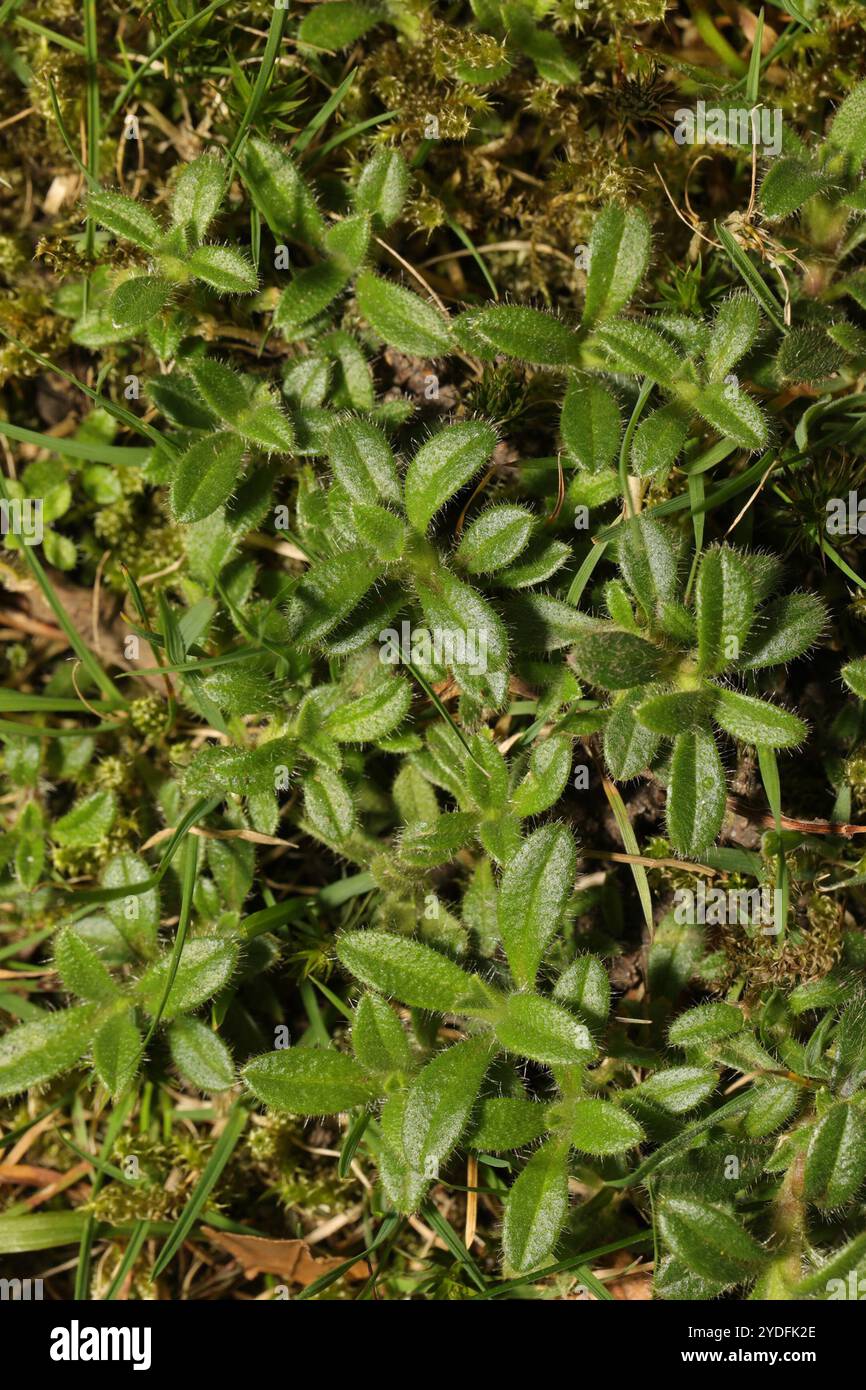 Common mouse-ear chickweed (Cerastium fontanum Stock Photo - Alamy