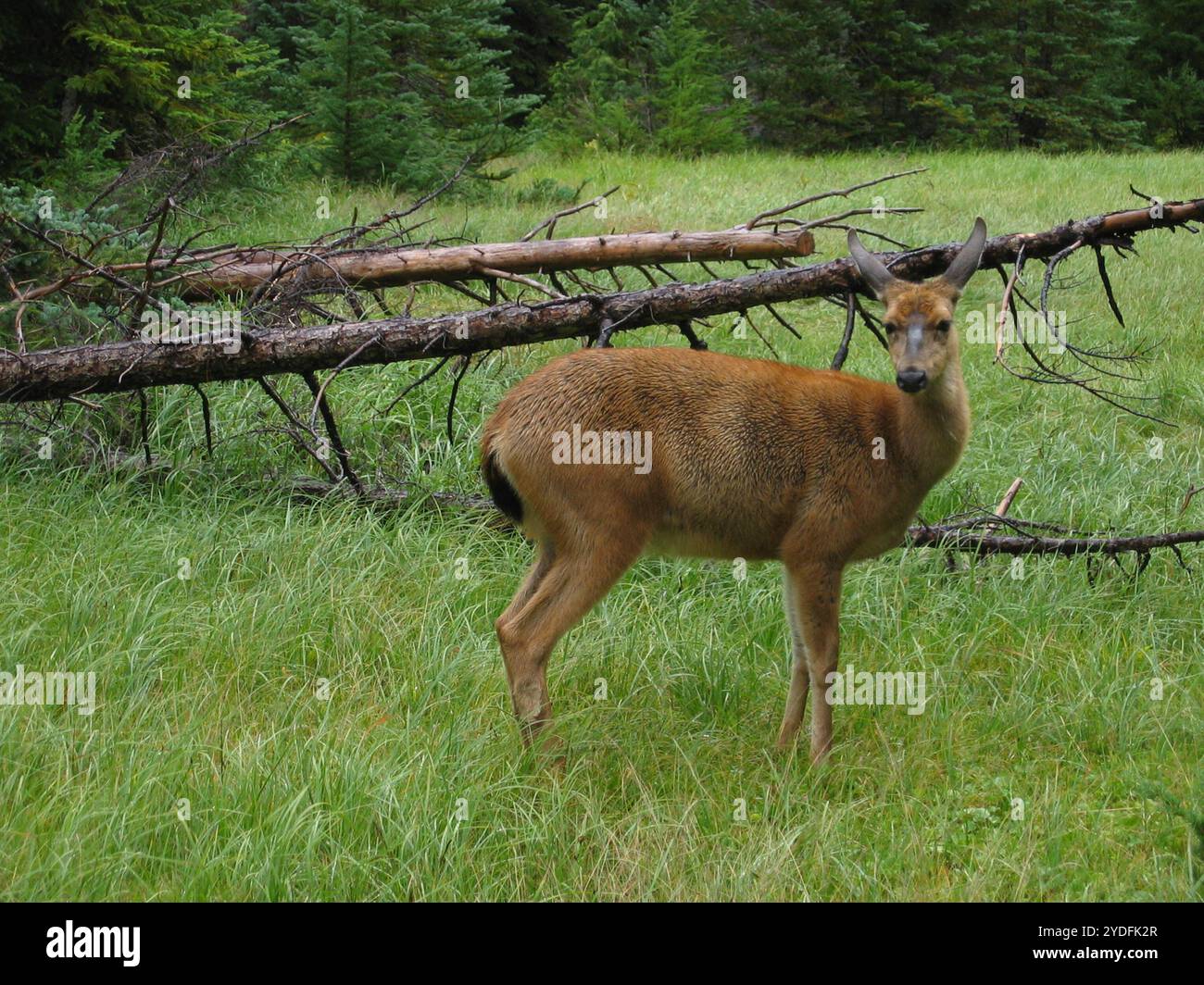 Columbian Black-tailed Deer (Odocoileus hemionus columbianus Stock ...