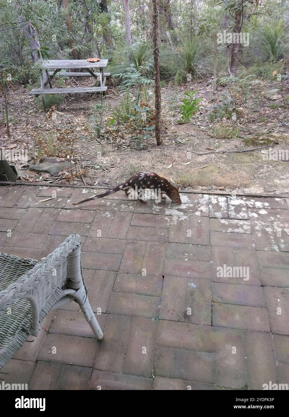 Spotted-tailed Quoll (Dasyurus maculatus Stock Photo - Alamy