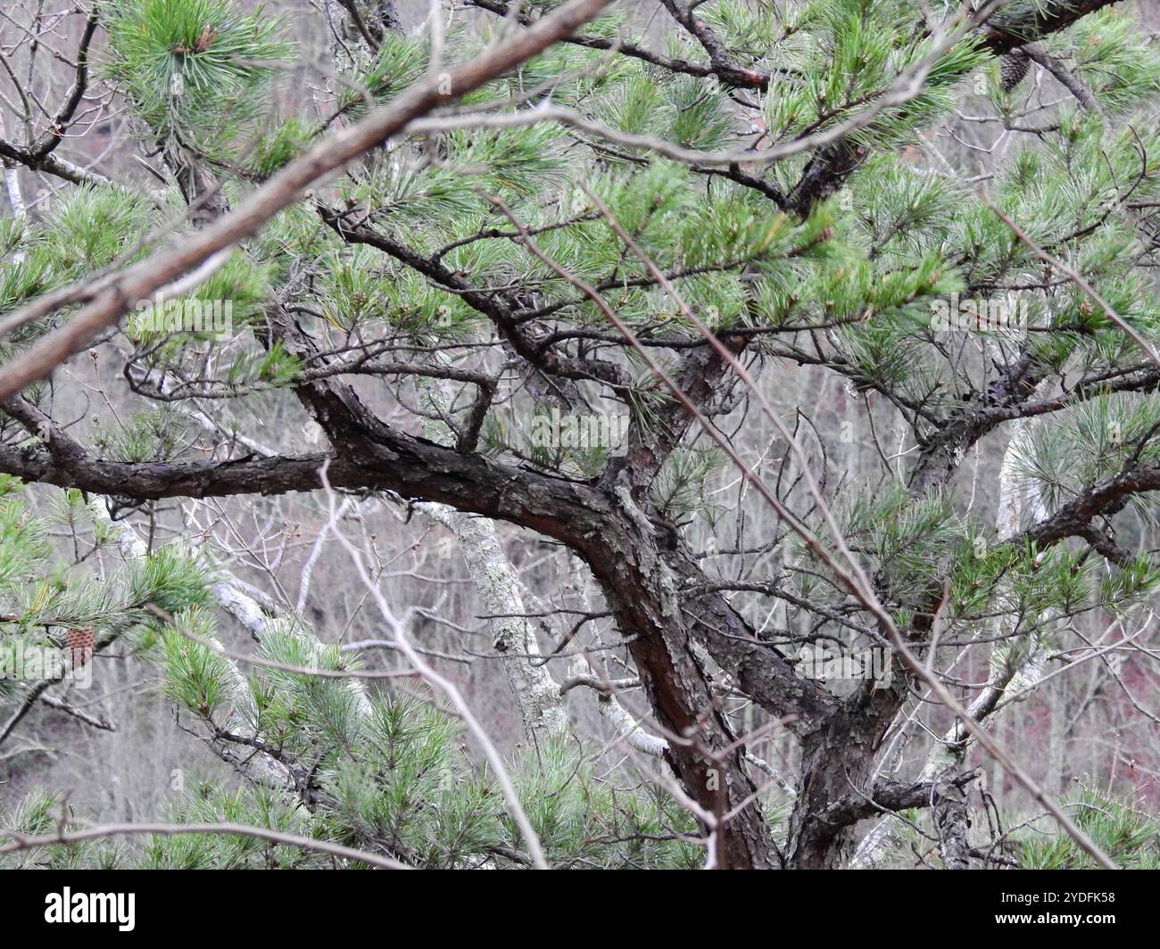 Table Mountain pine (Pinus pungens Stock Photo - Alamy