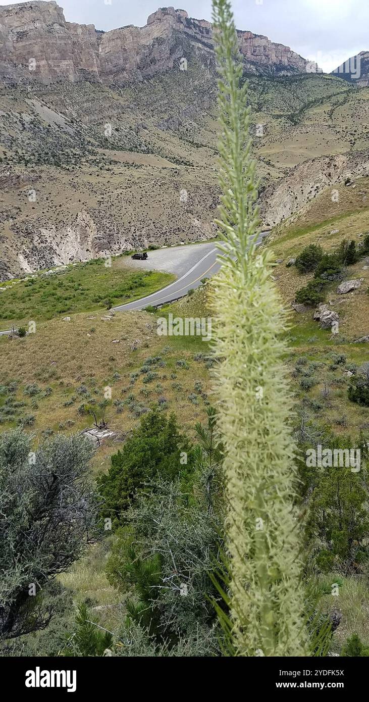 Woolly Prince's Plume (Stanleya tomentosa Stock Photo - Alamy