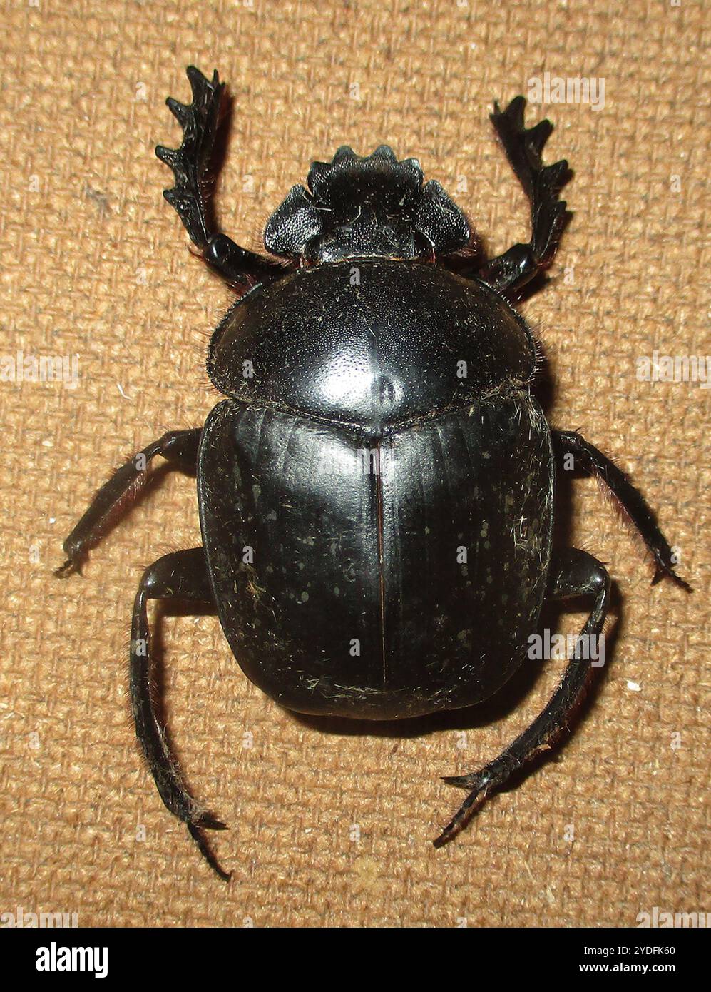 True Dung Beetles (Scarabaeus Stock Photo - Alamy