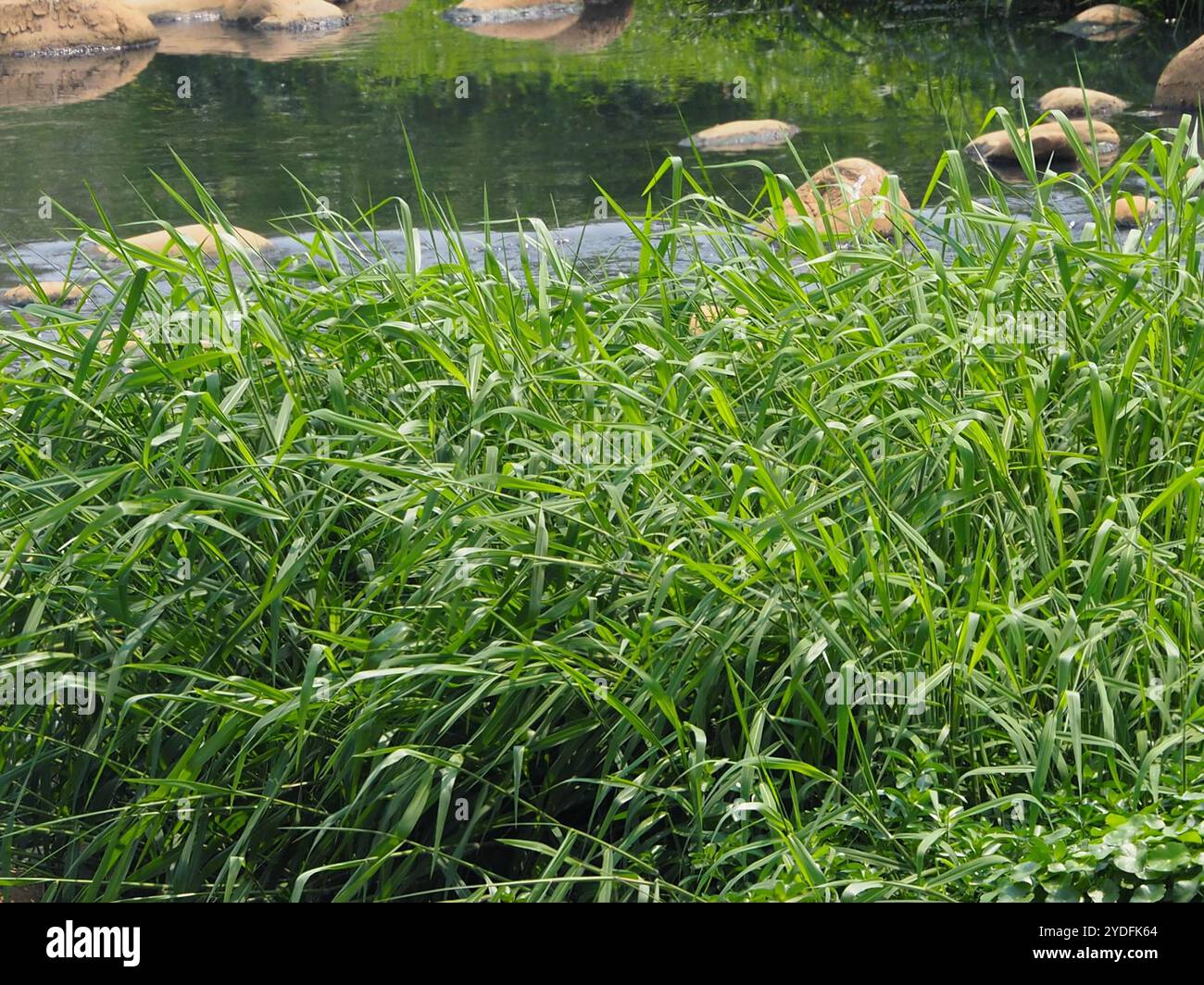 Para Grass (Urochloa mutica Stock Photo - Alamy