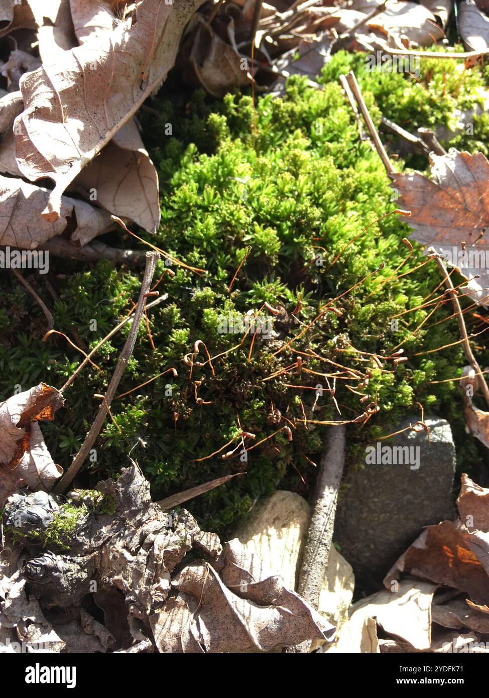 lesser smoothcap (Atrichum angustatum Stock Photo - Alamy
