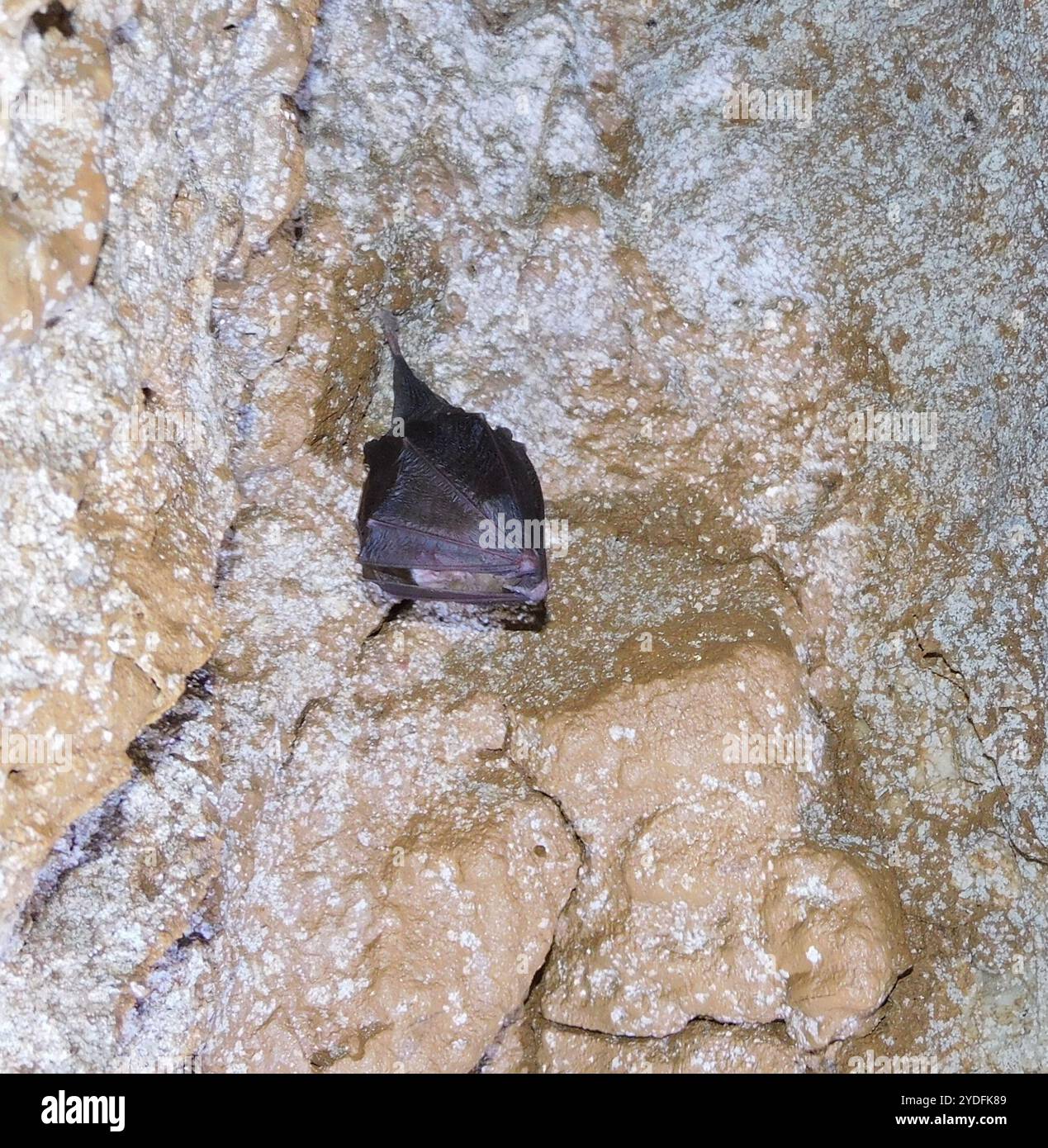 Lesser Horseshoe Bat (Rhinolophus hipposideros Stock Photo - Alamy