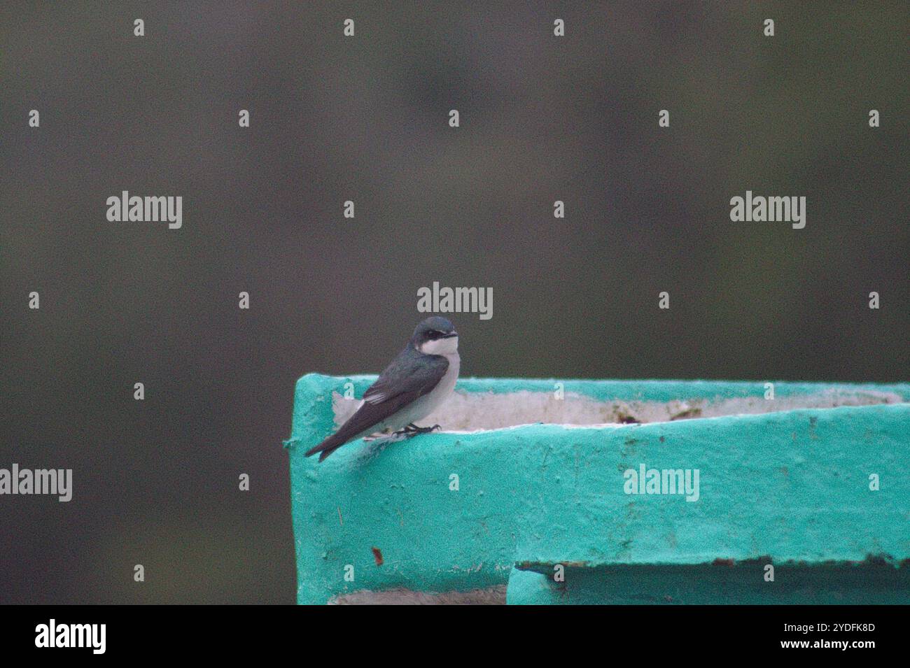 Mangrove Swallow (Tachycineta albilinea Stock Photo - Alamy