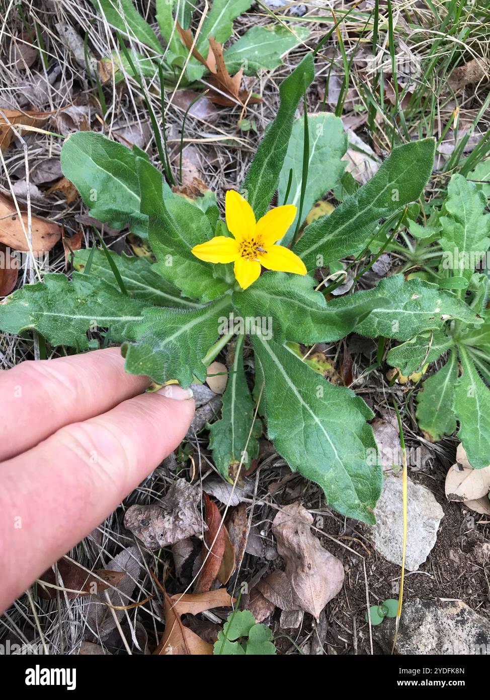 Texas yellow star (Lindheimera texana Stock Photo - Alamy