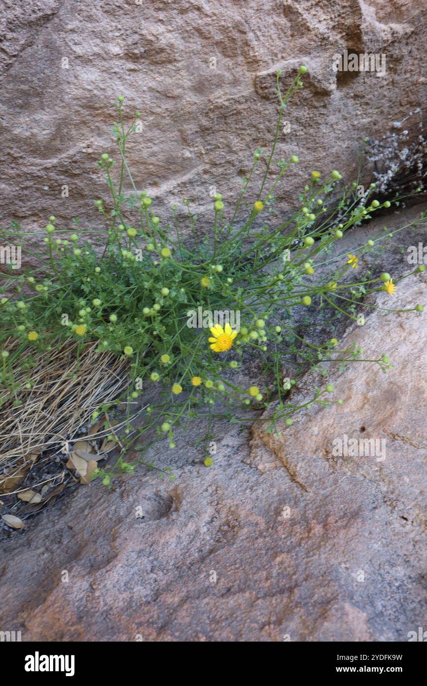 Gila Rockdaisy (Perityle gilensis Stock Photo - Alamy