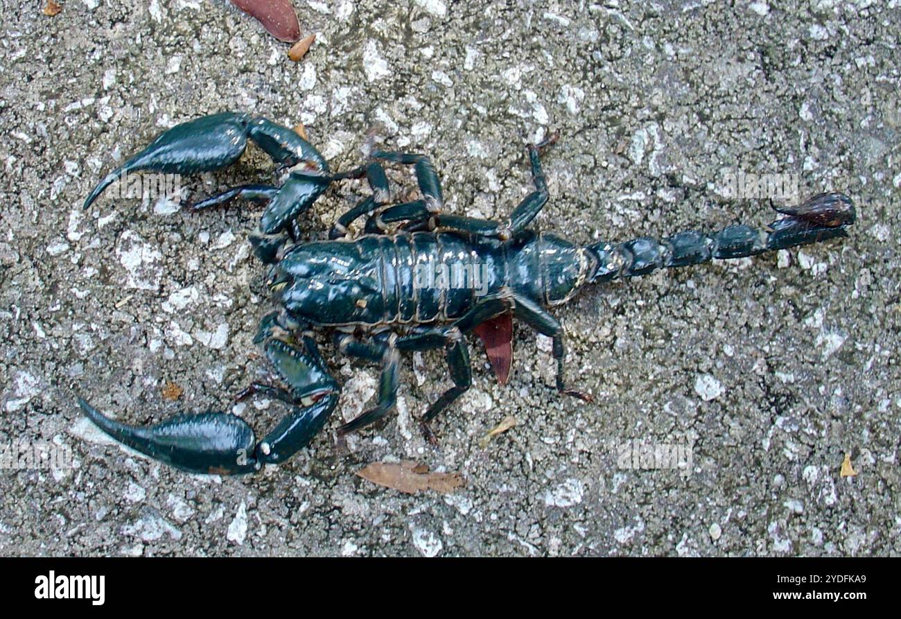 Asian forest scorpions (Heterometrus Stock Photo - Alamy