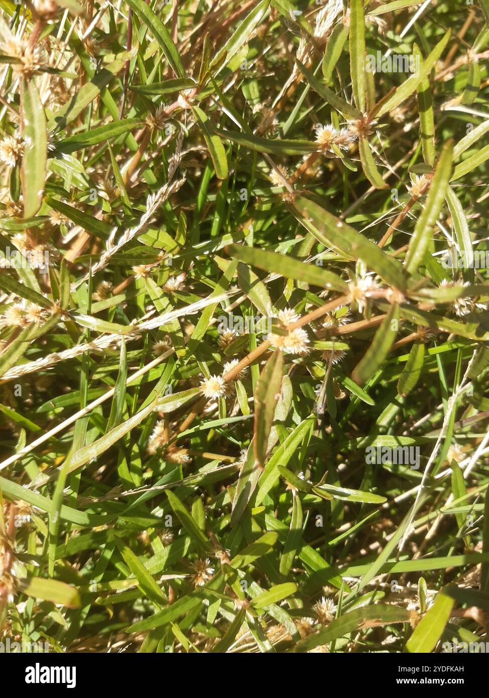 Nahui (Alternanthera nahui Stock Photo - Alamy