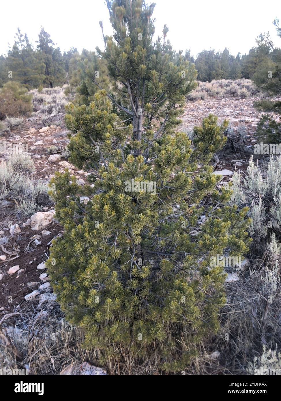Colorado Pinyon (Pinus edulis Stock Photo - Alamy