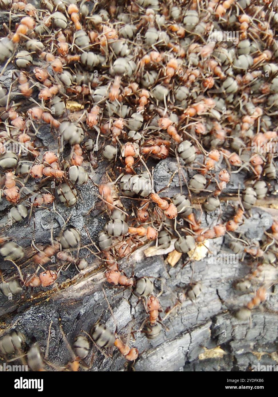 Western Thatching Ant (Formica obscuripes Stock Photo - Alamy