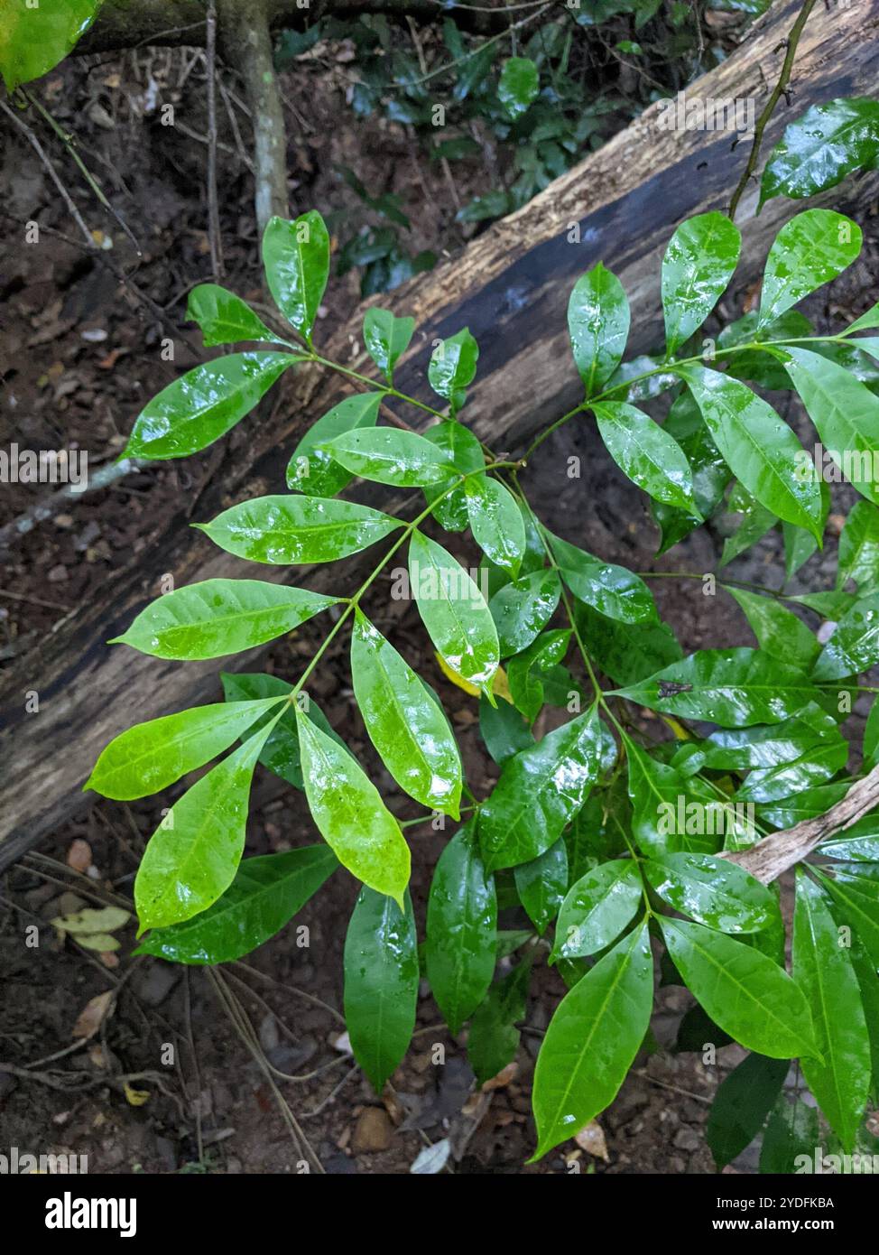 scentless rosewood (Synoum glandulosum Stock Photo - Alamy