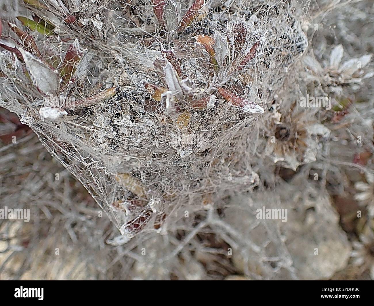 Social Velvet Spiders (Stegodyphus Stock Photo - Alamy