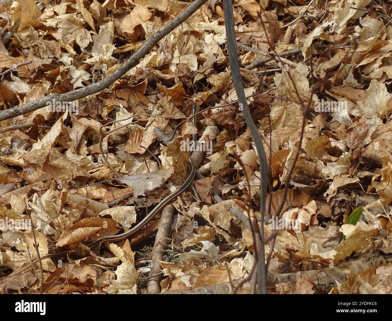 Northern Ribbon Snake (Thamnophis saurita septentrionalis Stock Photo ...