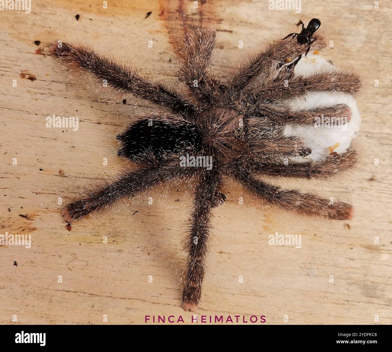 Yellow-banded Pinktoe Tarantula (Avicularia juruensis Stock Photo - Alamy