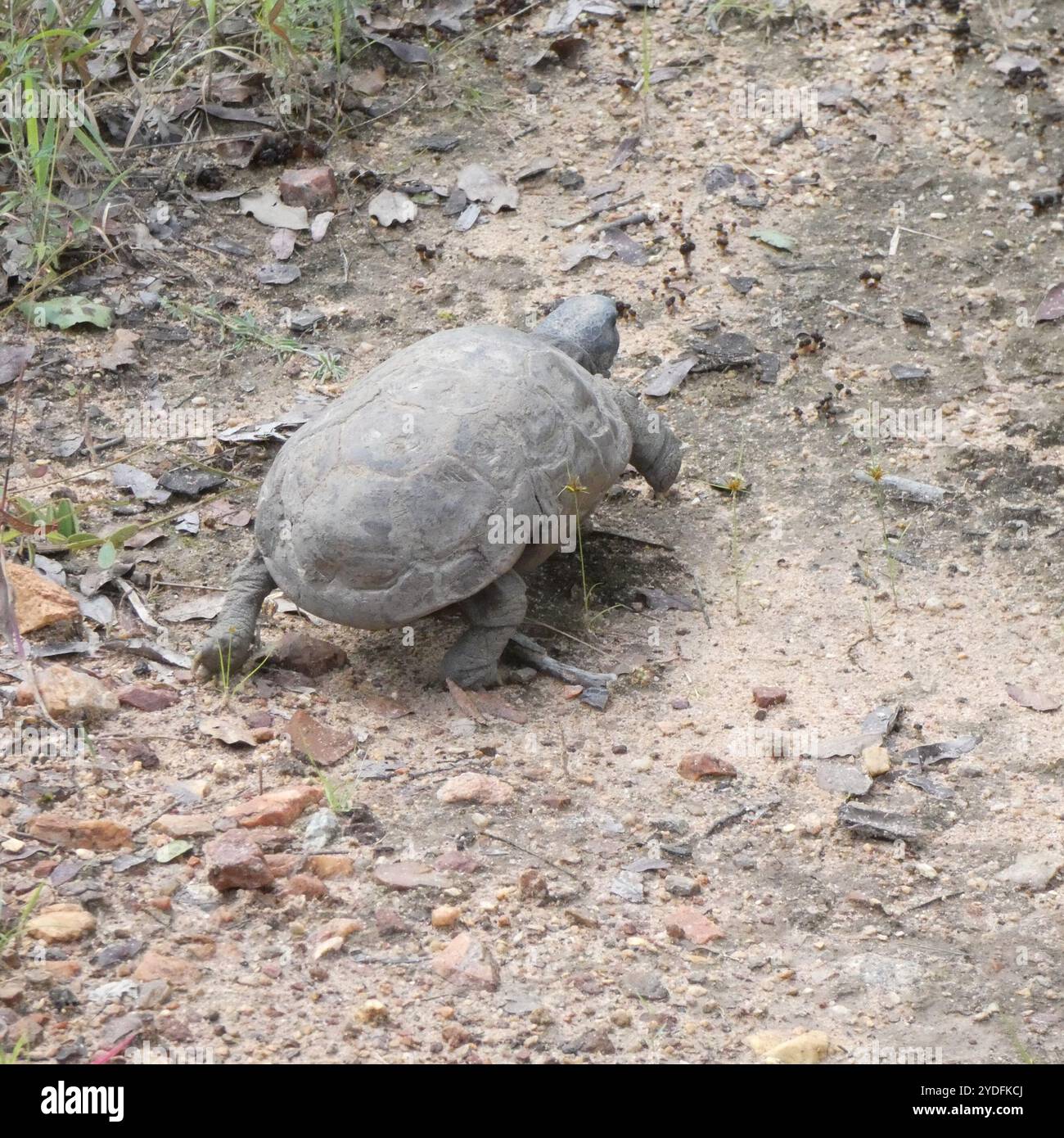Speke's Hinge-back Tortoise (Kinixys spekii Stock Photo - Alamy