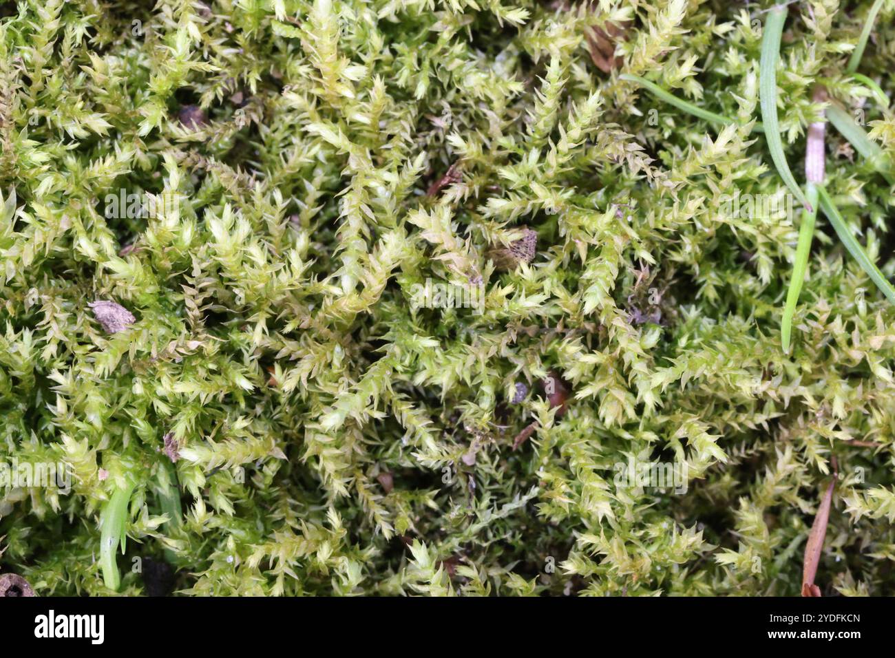 Horn Calcareous Moss (Mnium hornum Stock Photo - Alamy
