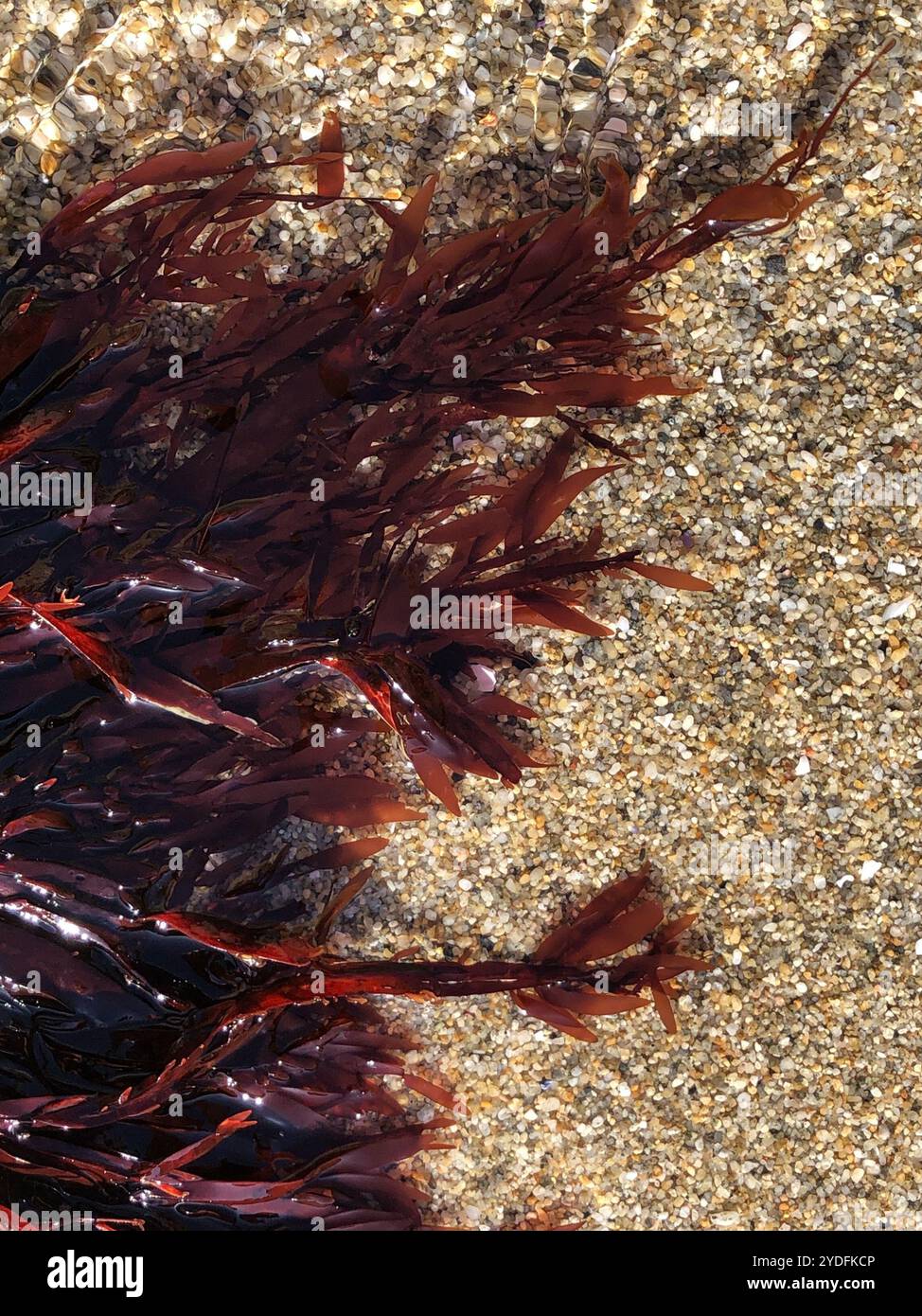 Bleach Weed (Prionitis sternbergii Stock Photo - Alamy