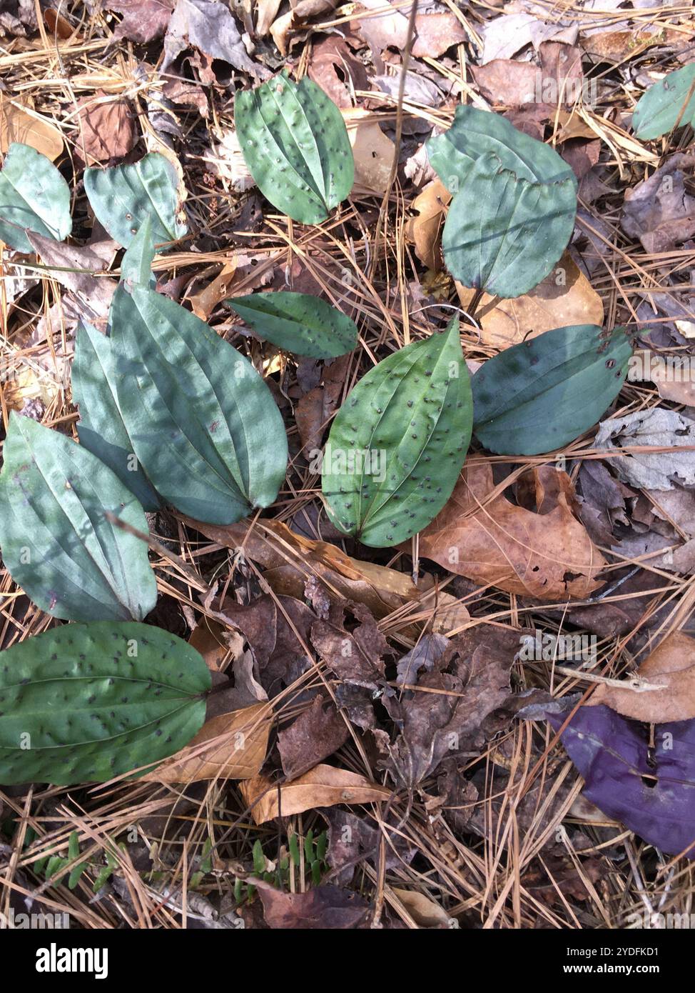 crane-fly orchid (Tipularia discolor Stock Photo - Alamy