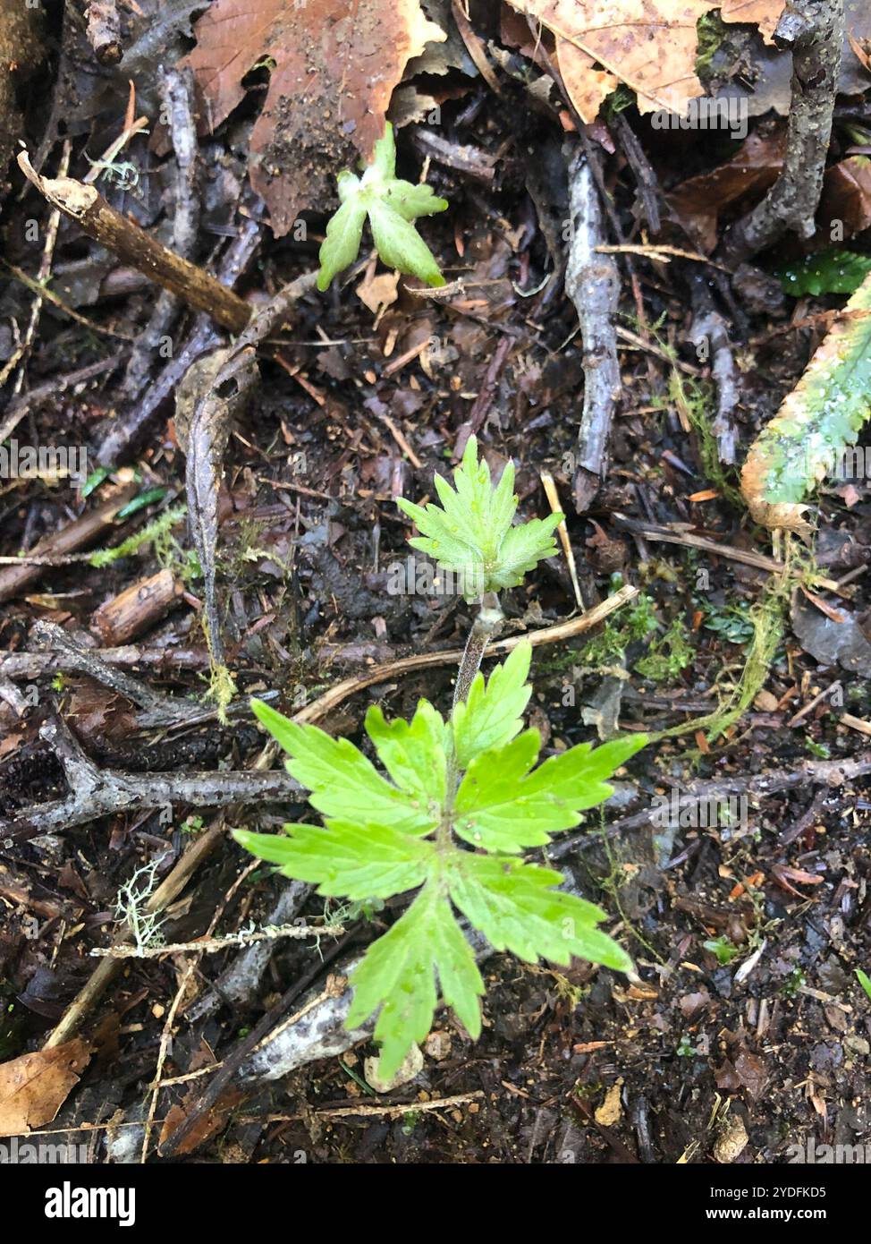 Pacific Waterleaf (Hydrophyllum tenuipes Stock Photo - Alamy