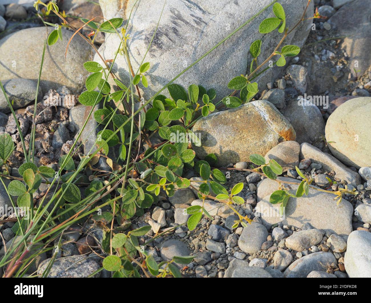 Showy Pigeonpea (Cajanus scarabaeoides Stock Photo - Alamy
