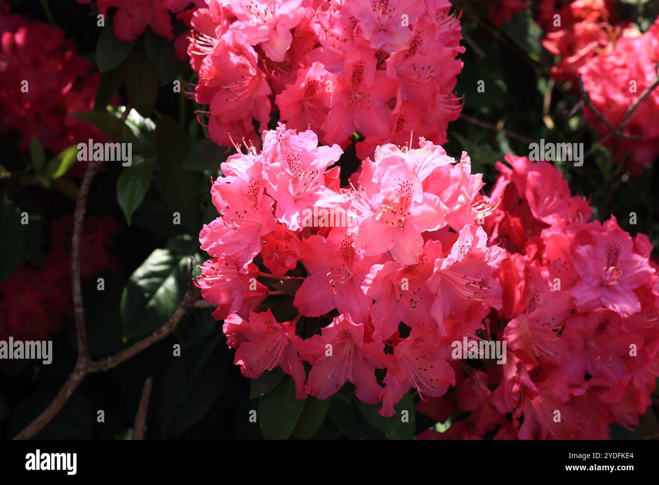 Pink Rhodedendron flowers, Sandling, Hythe, Kent, England Stock Photo ...