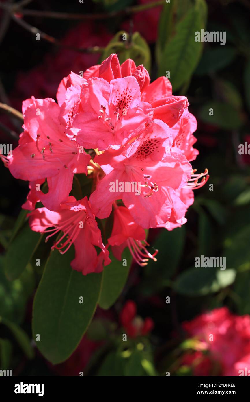 Pink Rhodedendron flowers, Sandling, Hythe, Kent, England Stock Photo ...