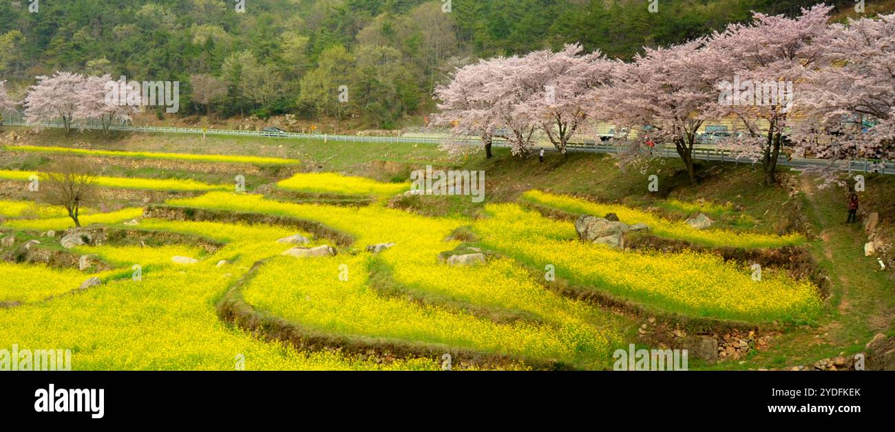 Canola fields and cherry blossom trees in Namhaedo or Namhae Island ...