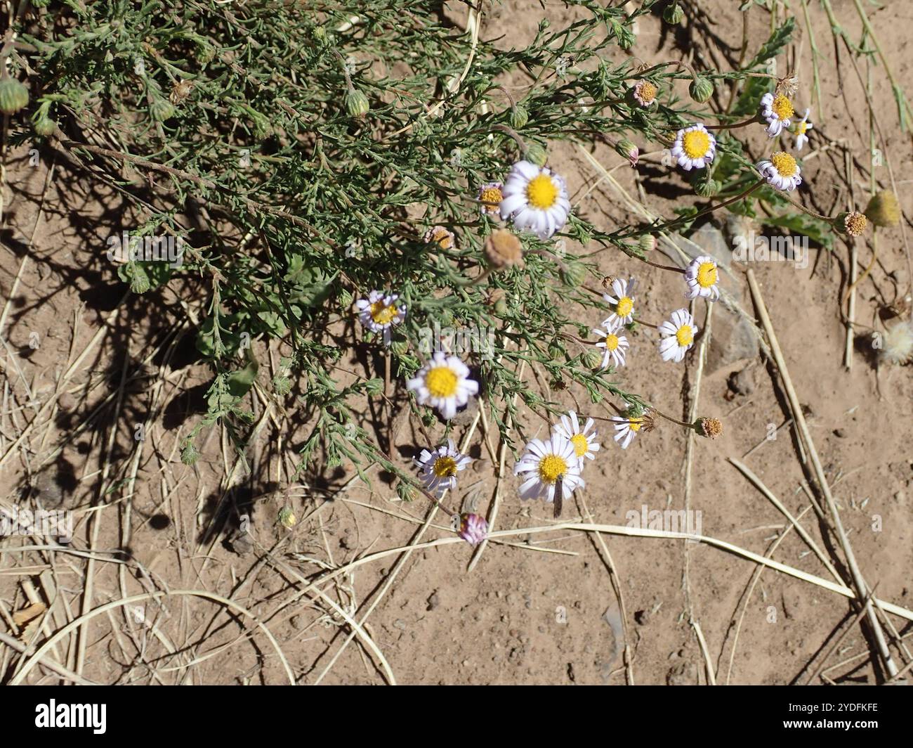 Fine Felicia (Felicia filifolia Stock Photo - Alamy
