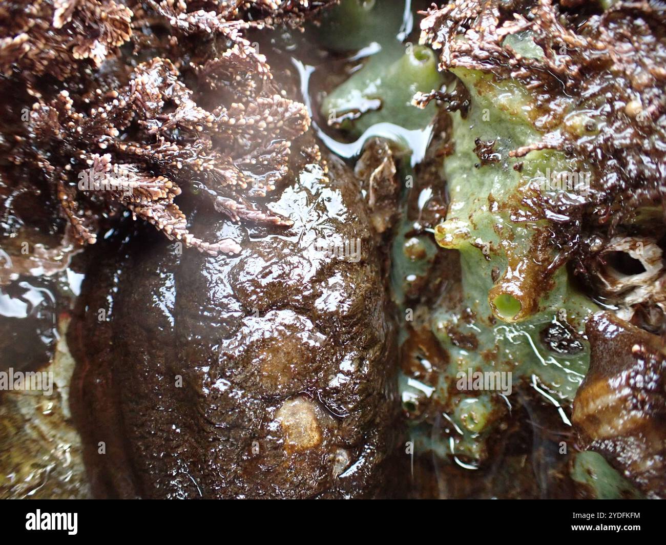 Black Leather Chiton (Katharina tunicata Stock Photo - Alamy