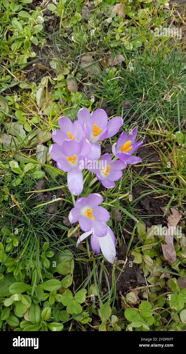 Woodland crocus (Crocus tommasinianus Stock Photo - Alamy