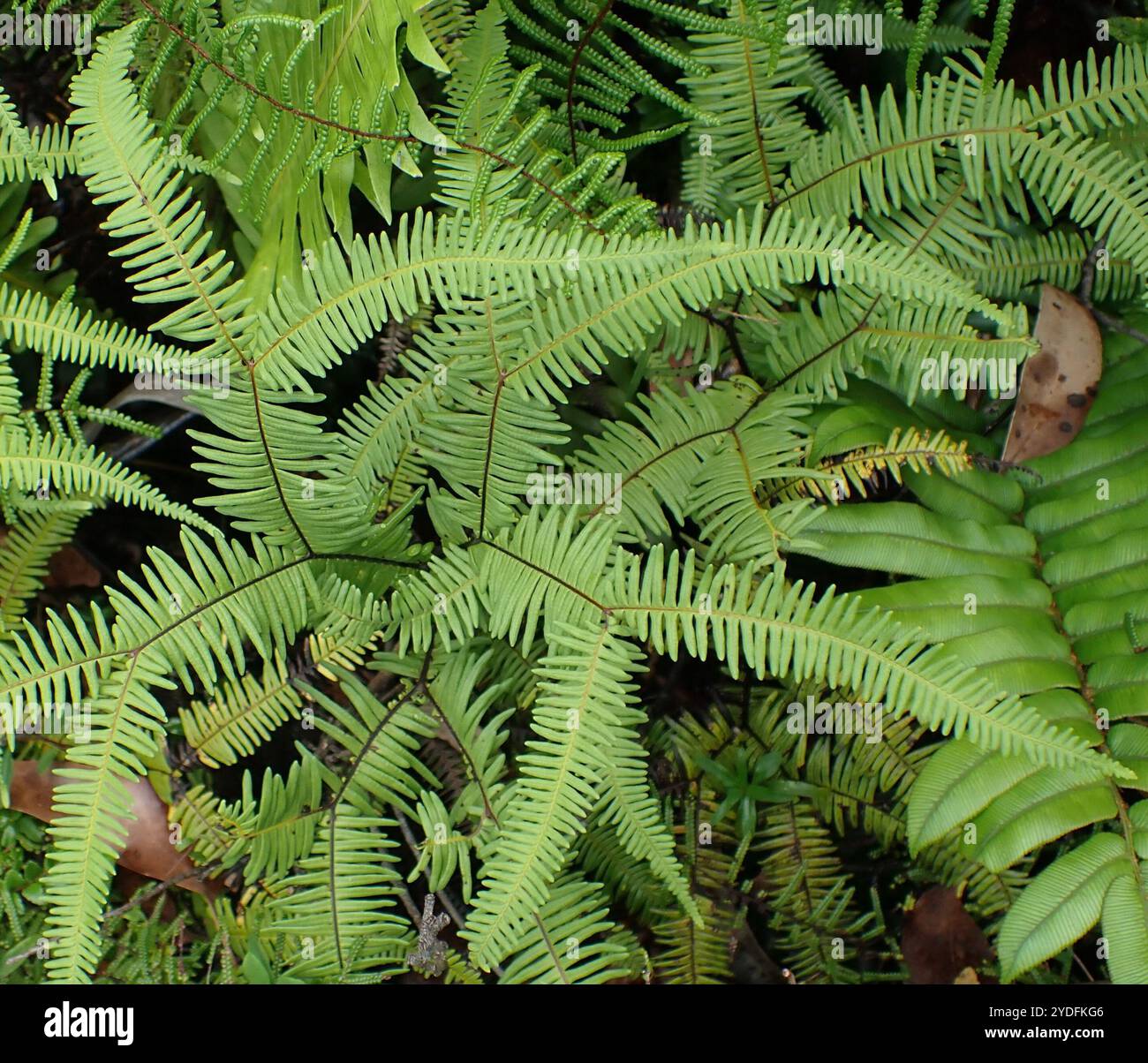 Silky Fan-fern (Sticherus tener Stock Photo - Alamy