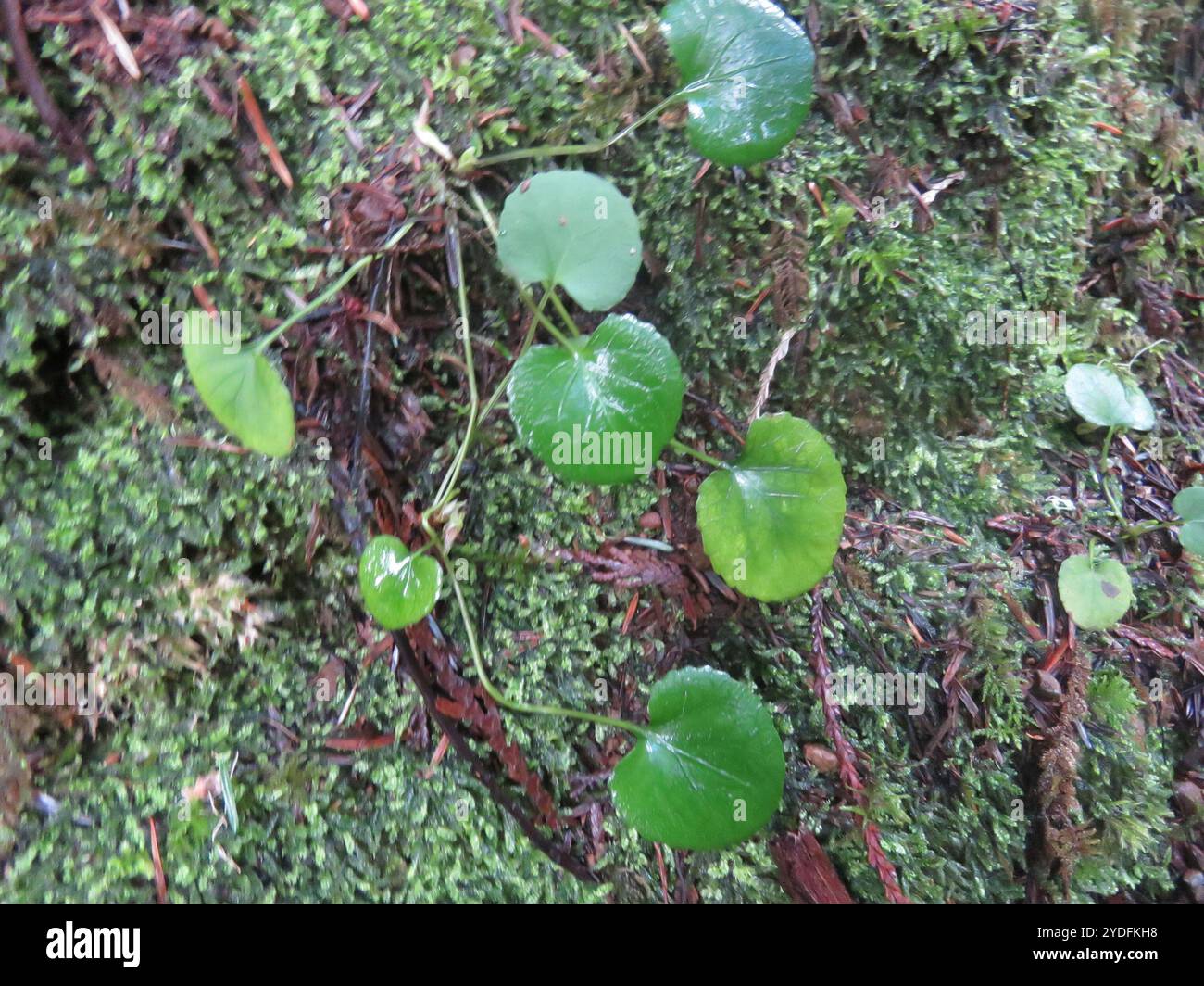 Redwood Violet (Viola sempervirens Stock Photo - Alamy