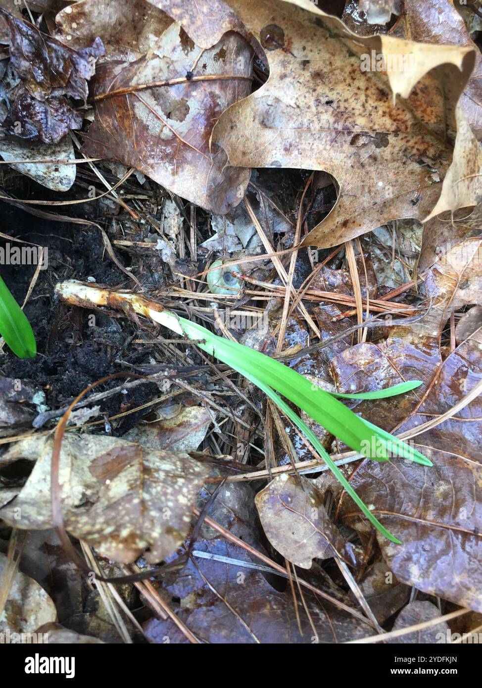 fly poison (Amianthium muscitoxicum Stock Photo - Alamy