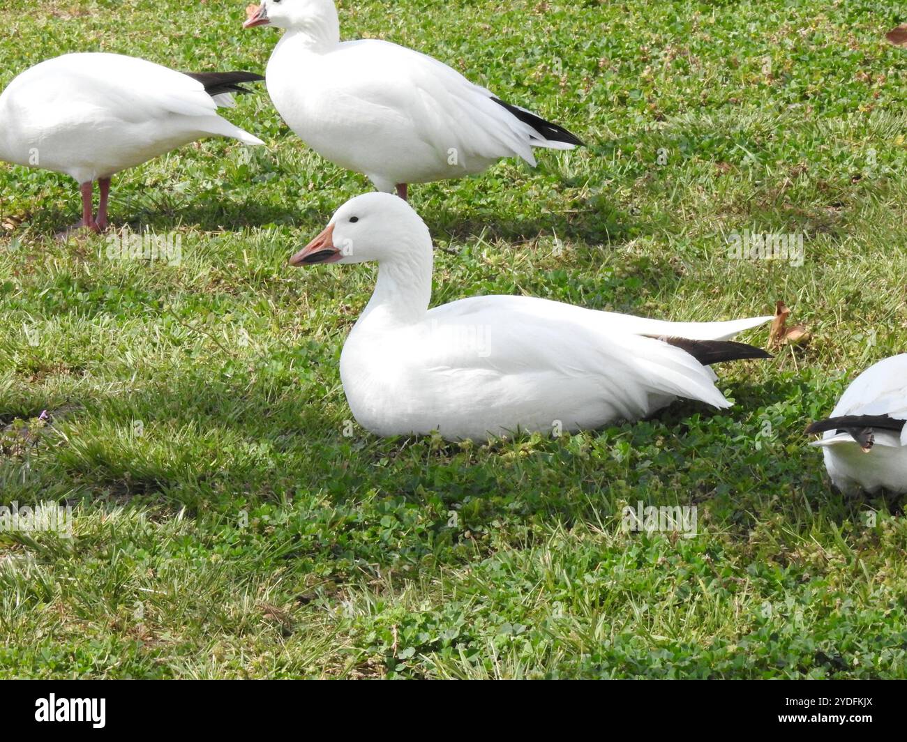 Snow Goose (Anser caerulescens Stock Photo - Alamy