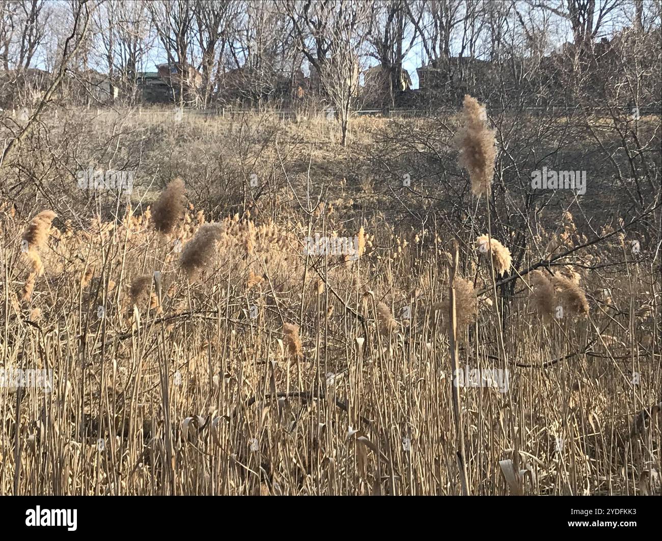 European reed (Phragmites australis australis Stock Photo - Alamy