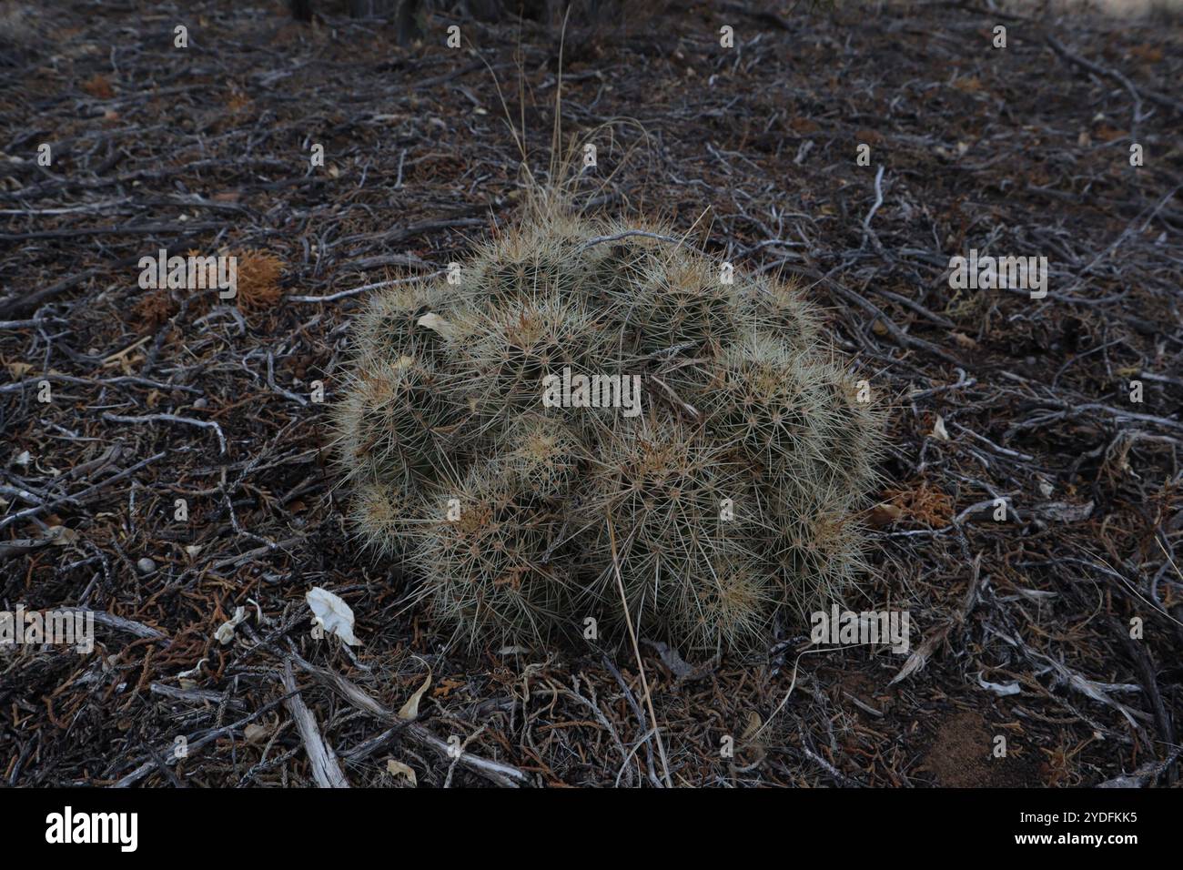 Scarlet Hedgehog Cactus (Echinocereus coccineus coccineus Stock Photo ...