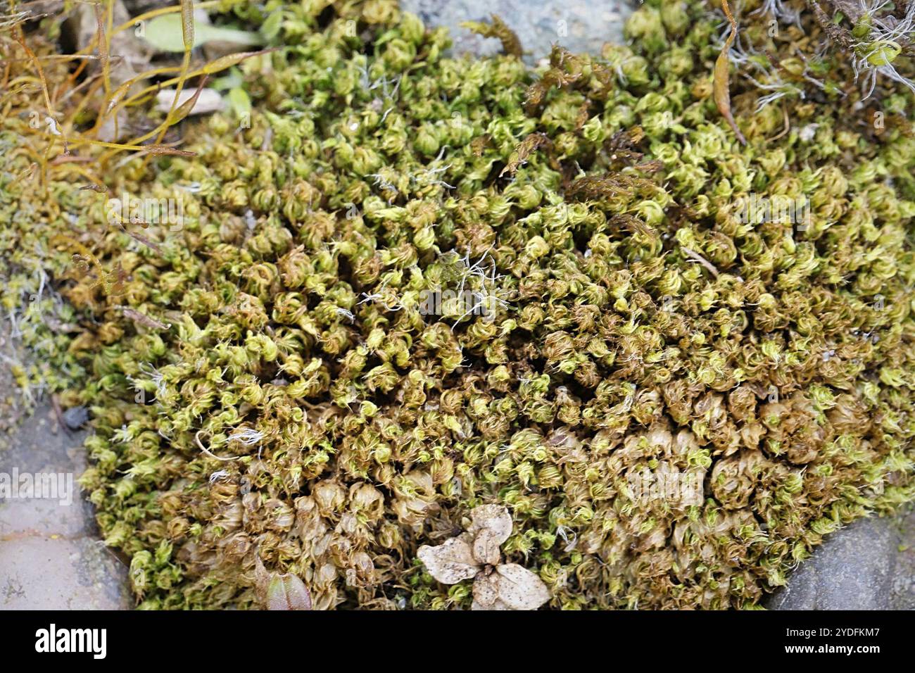 Capillary Thread-moss (Ptychostomum capillare Stock Photo - Alamy