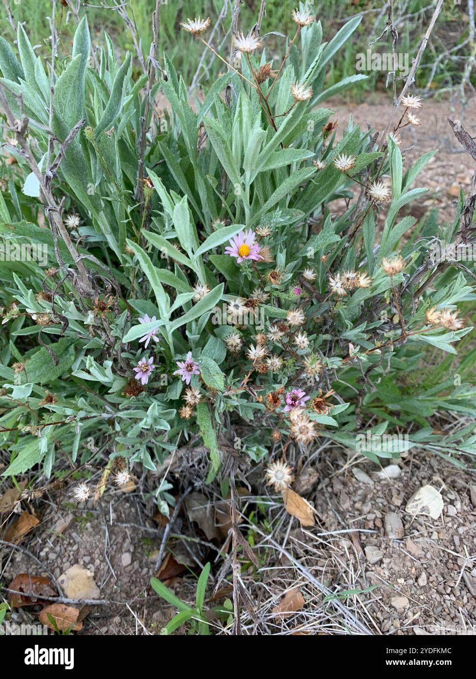 California Aster (Corethrogyne filaginifolia Stock Photo - Alamy