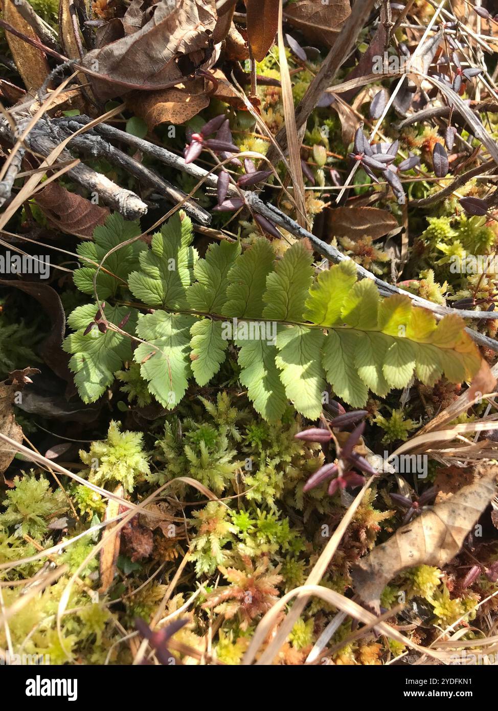 crested wood fern (Dryopteris cristata Stock Photo - Alamy