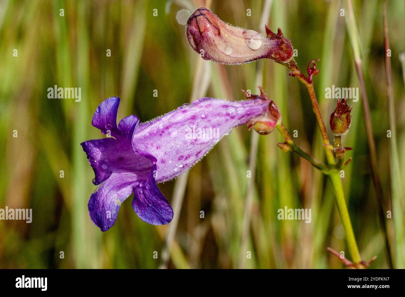 Sonoran Beardtongue (Penstemon stenophyllus Stock Photo - Alamy
