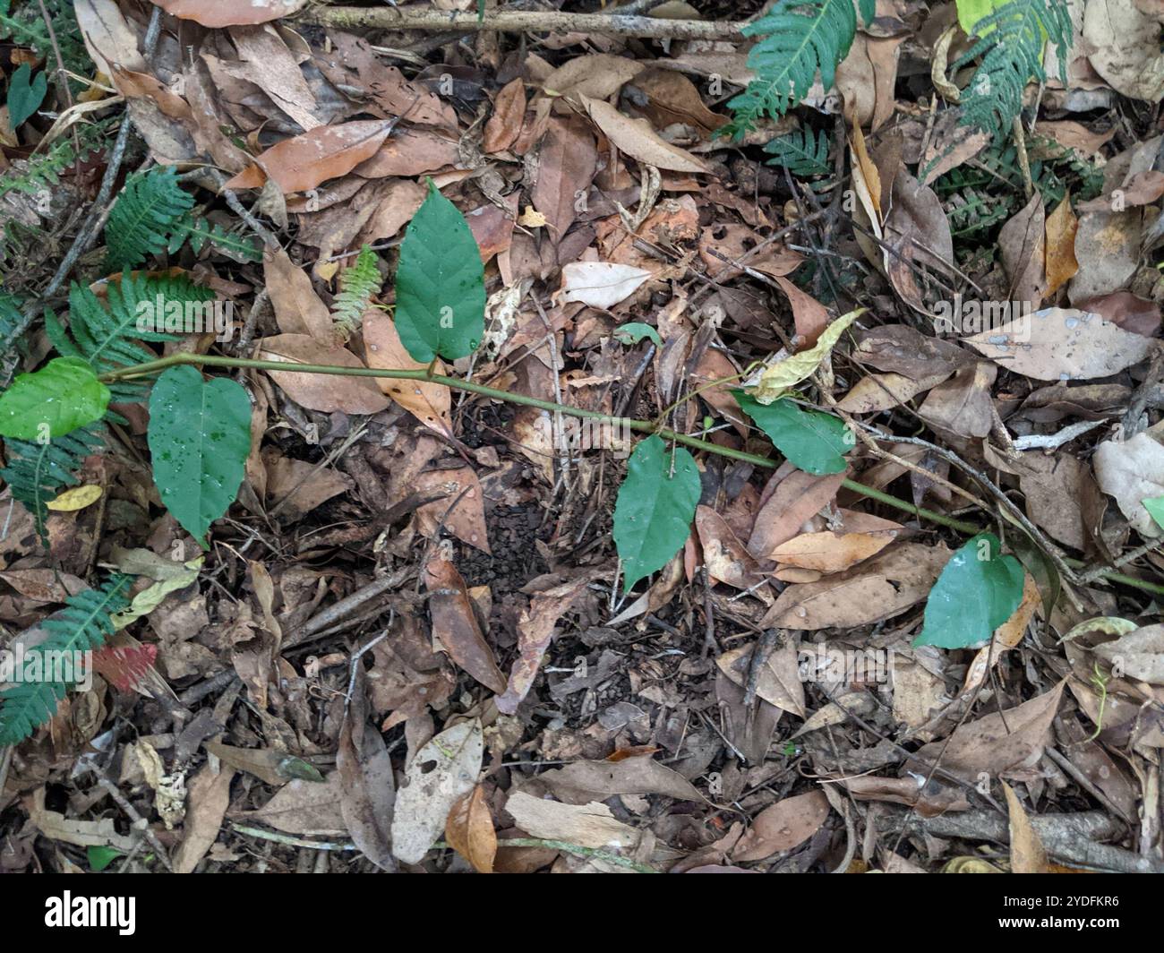 Kangaroo Vine (Apocissus antarctica Stock Photo - Alamy