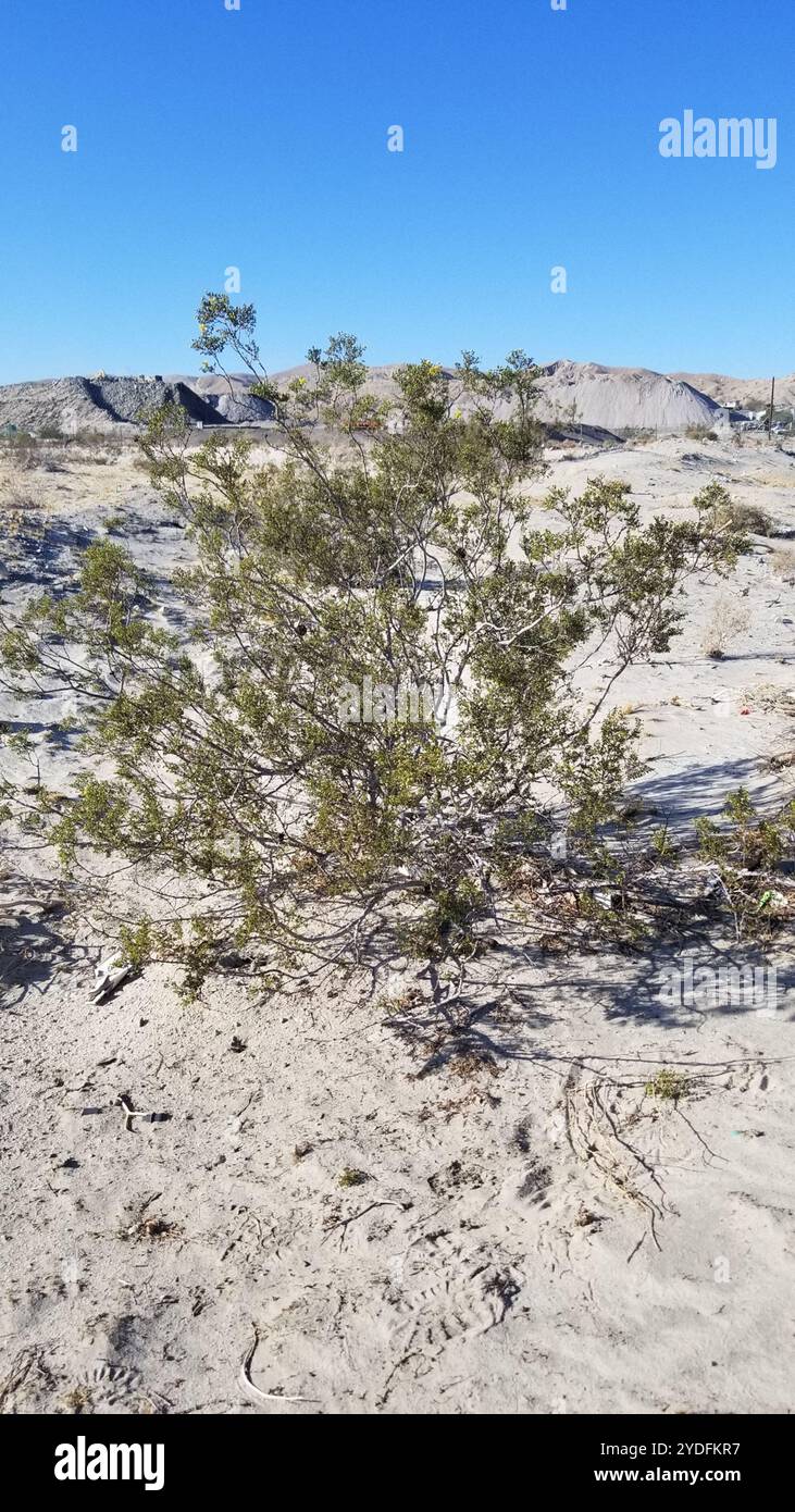 Creosote Bush (Larrea tridentata Stock Photo - Alamy